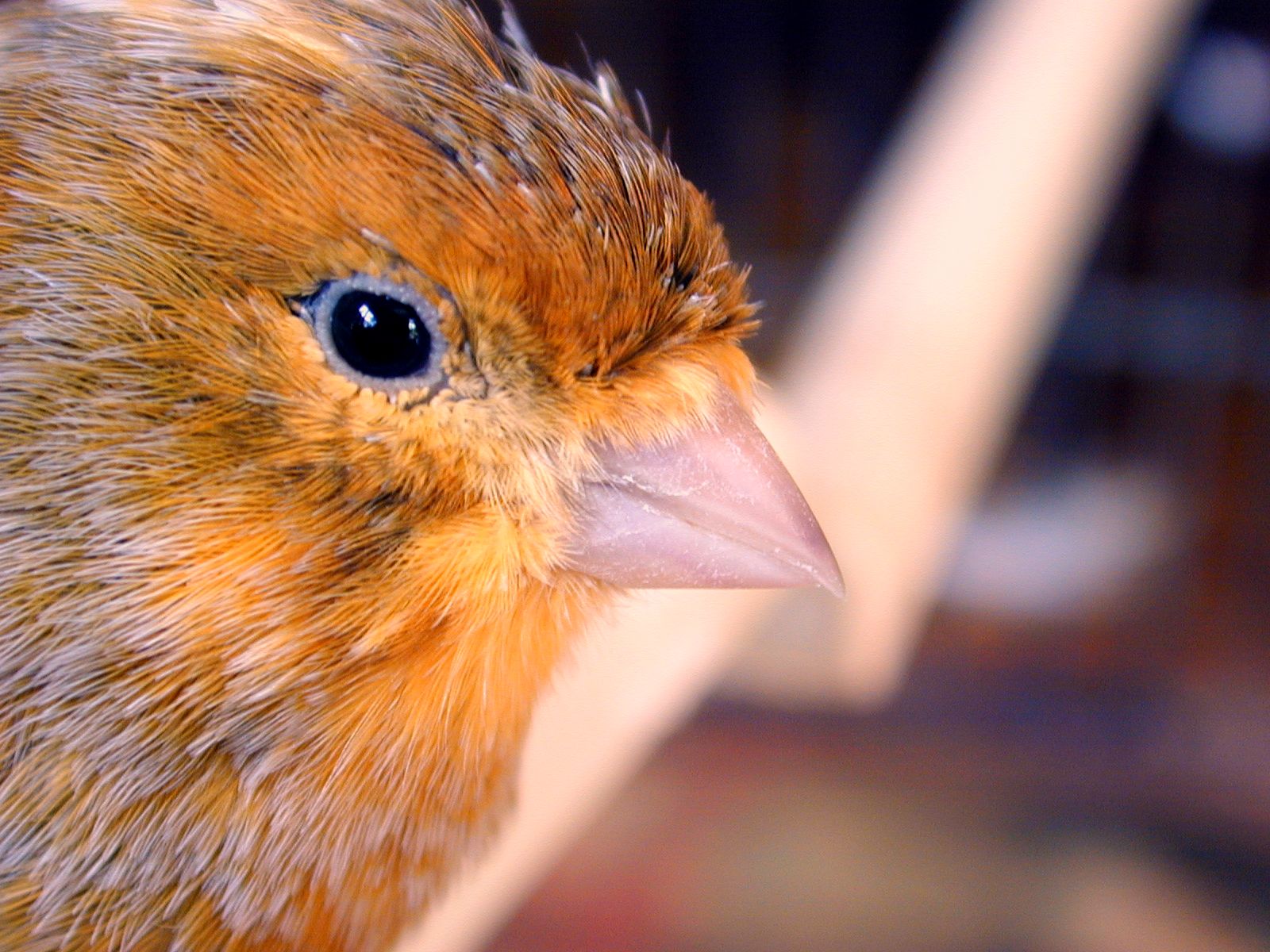 Image*After : photo : bird canary beak feathers