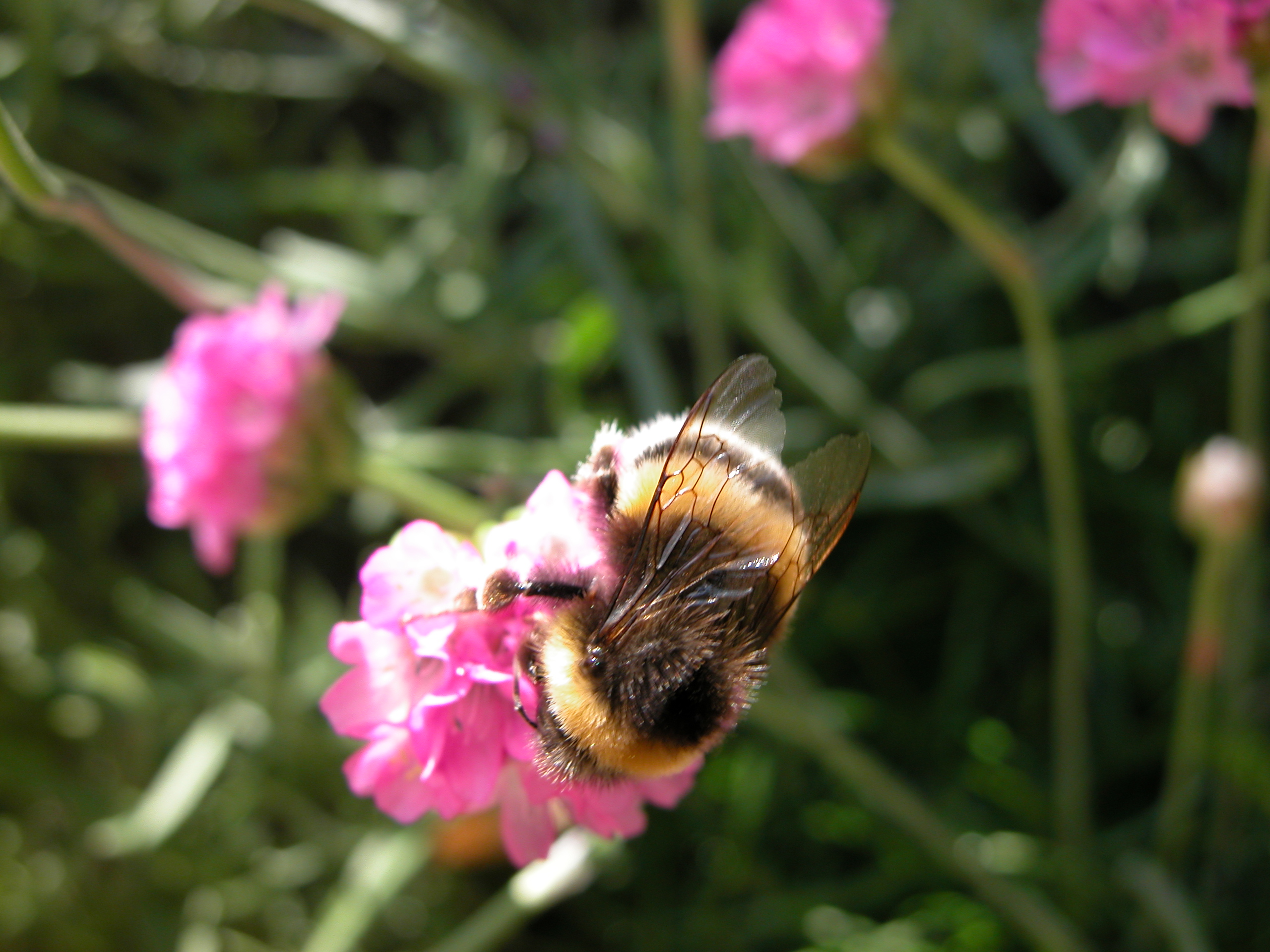Image*After : photos : bumble bee on purple flower honey spring summer pink