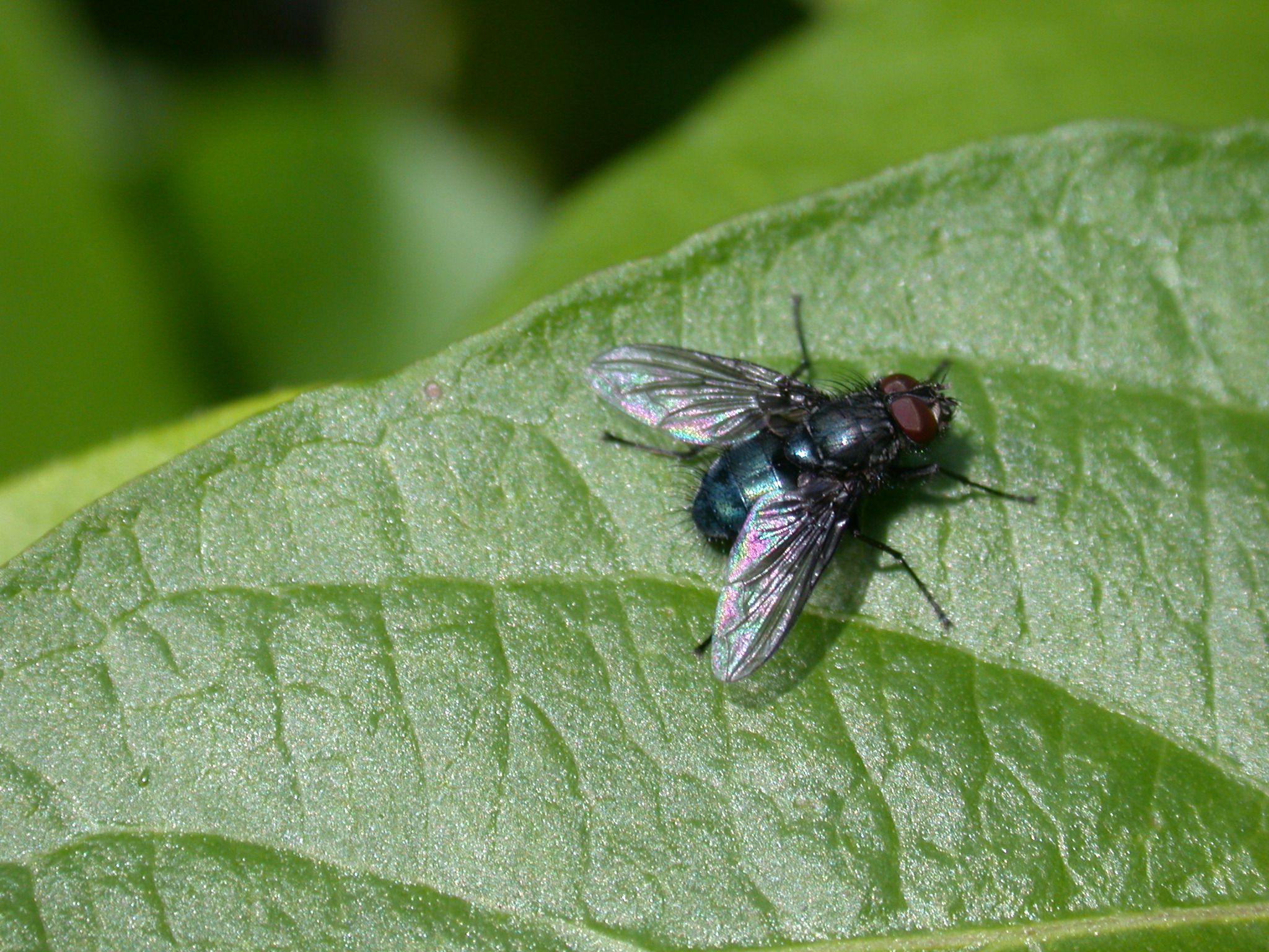Image*After : photos : fly housefly closeup insect black wing wings ...