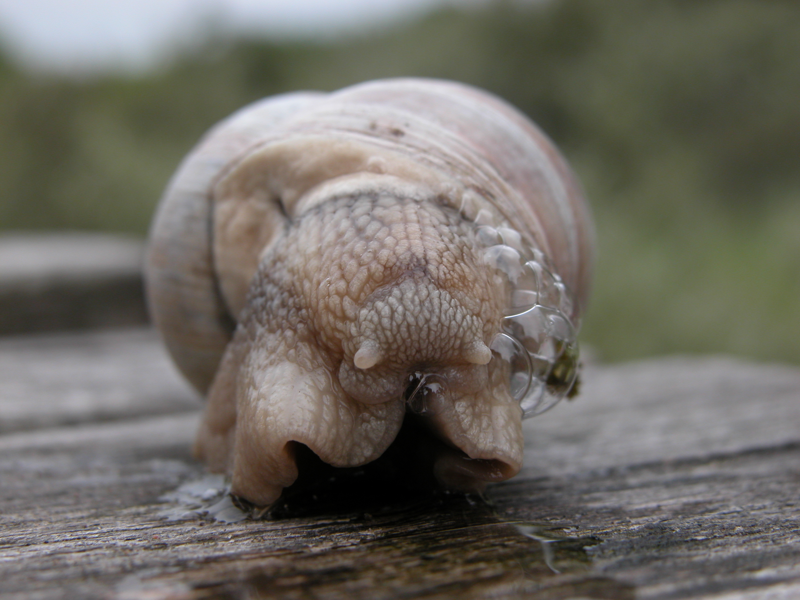 Image After Images Slug Snail Slimy Gross Insect Sticky Slime Mucus