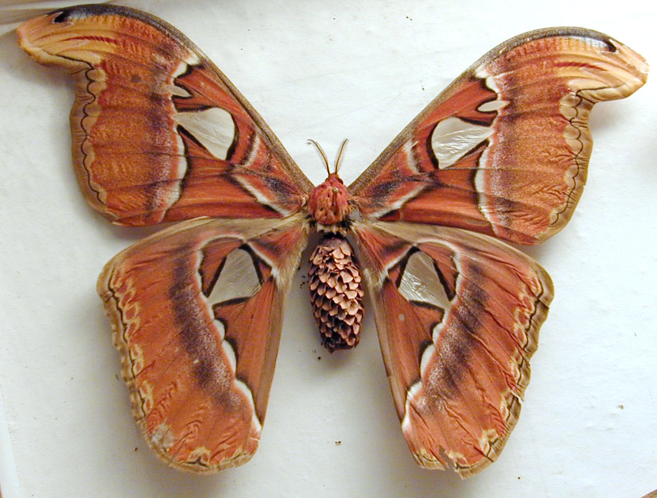Image After Photos Moth Fircone Fir Hair Hairy Butterfly Wing Wings 