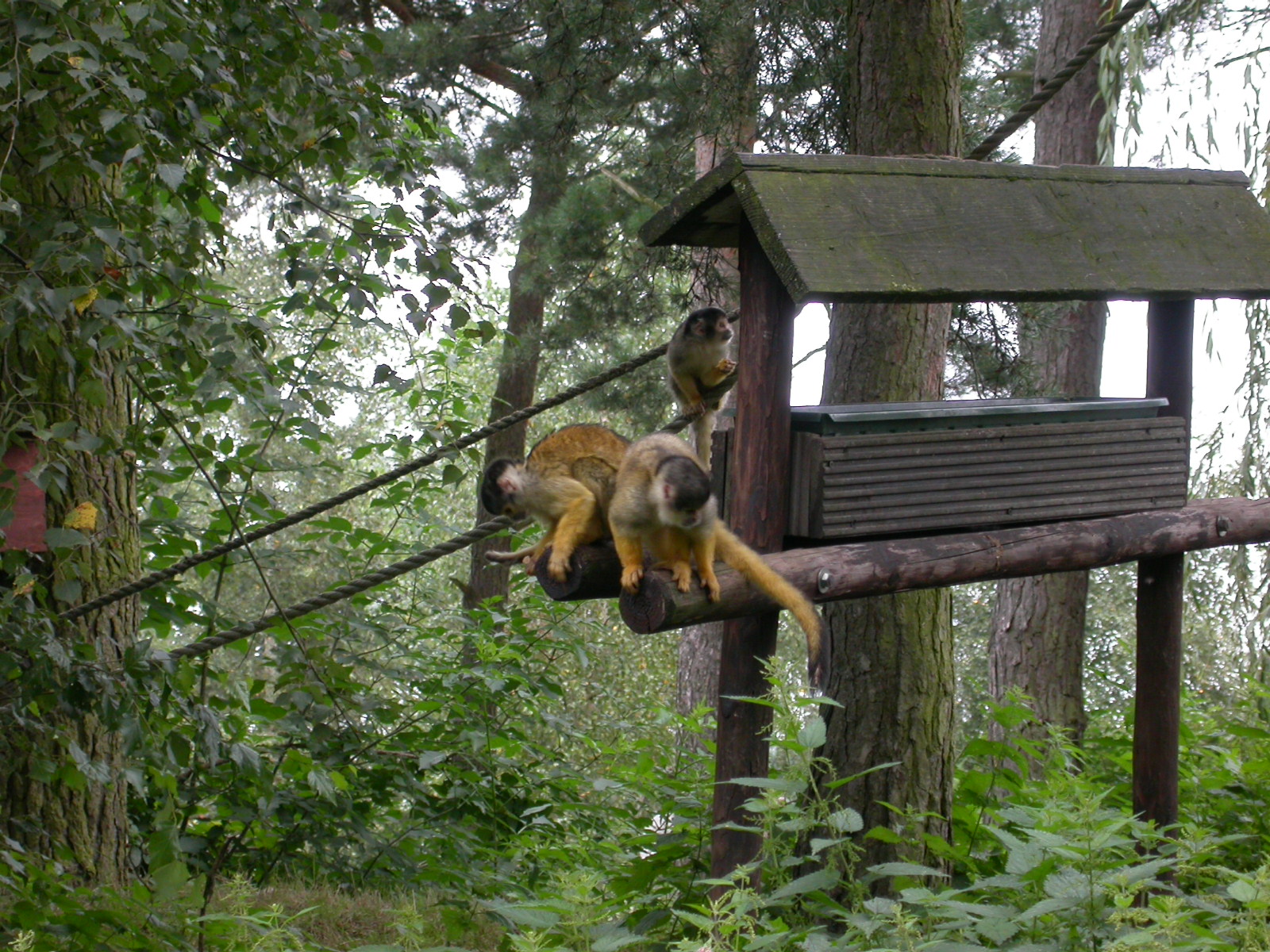 Image*After : images : nature animals land monkey monkeys eva rope ropes