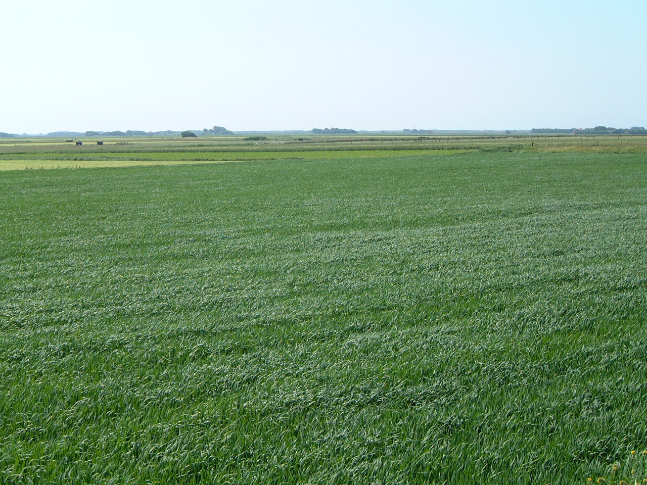 Imageafter Images Maartent Field Green Grass Flat Fields