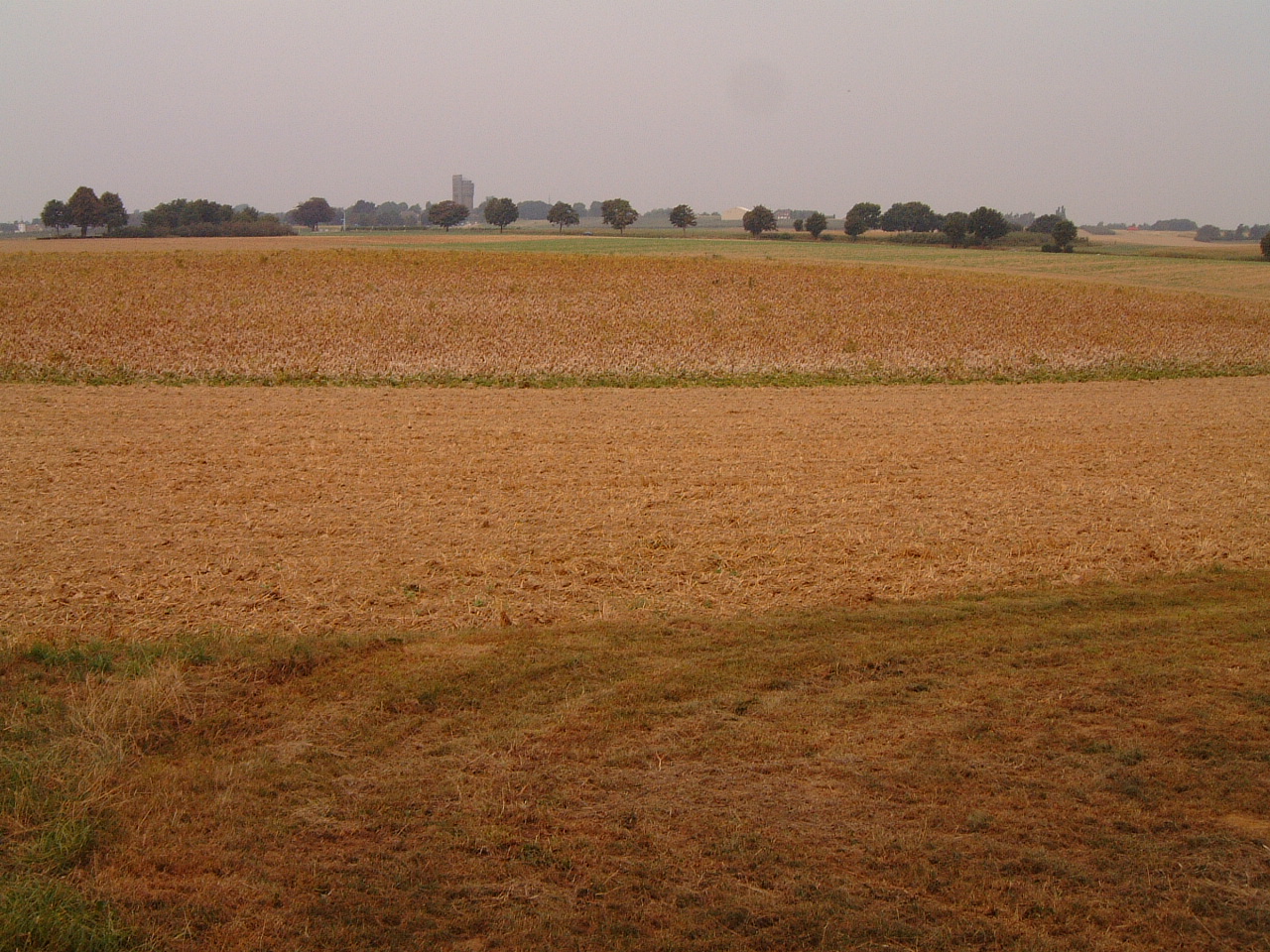 Imageafter Images Maartent Field Fields Brown Corn Grass Mown Harvest