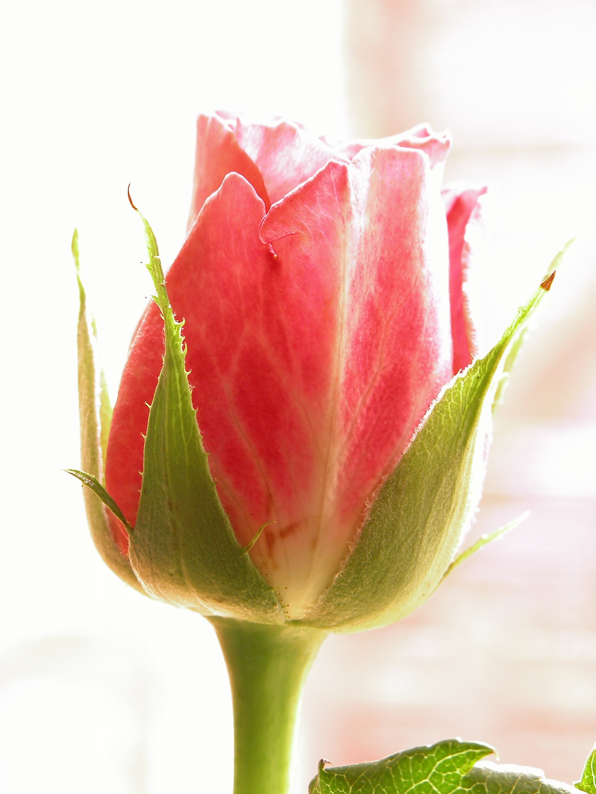 Image*After : images : rose bud rosebud closed petal petals pink red